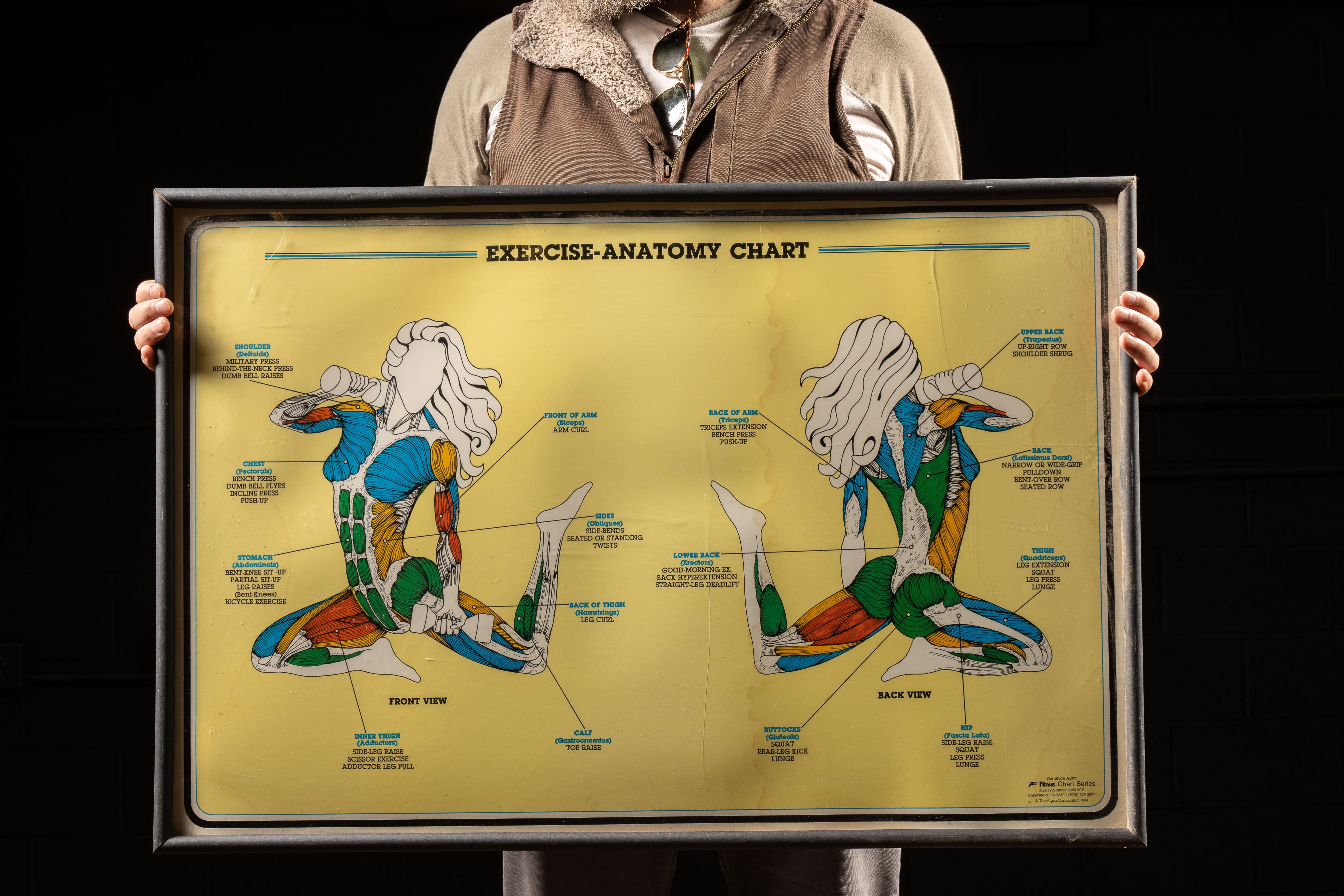 Vintage Framed "Fitnus" Chart Series Muscle Anatomy Chart – Industrial ...