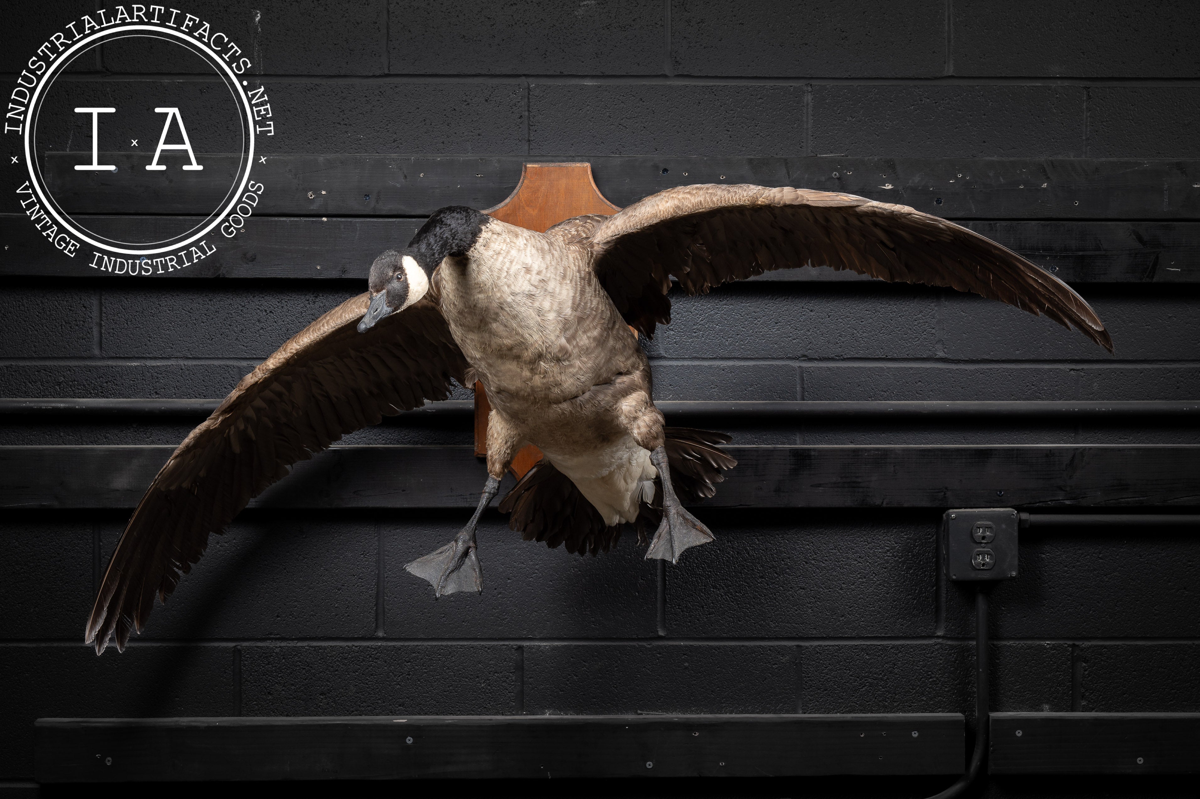 Canada Goose Taxidermy Full-Body Mount – Industrial Artifacts