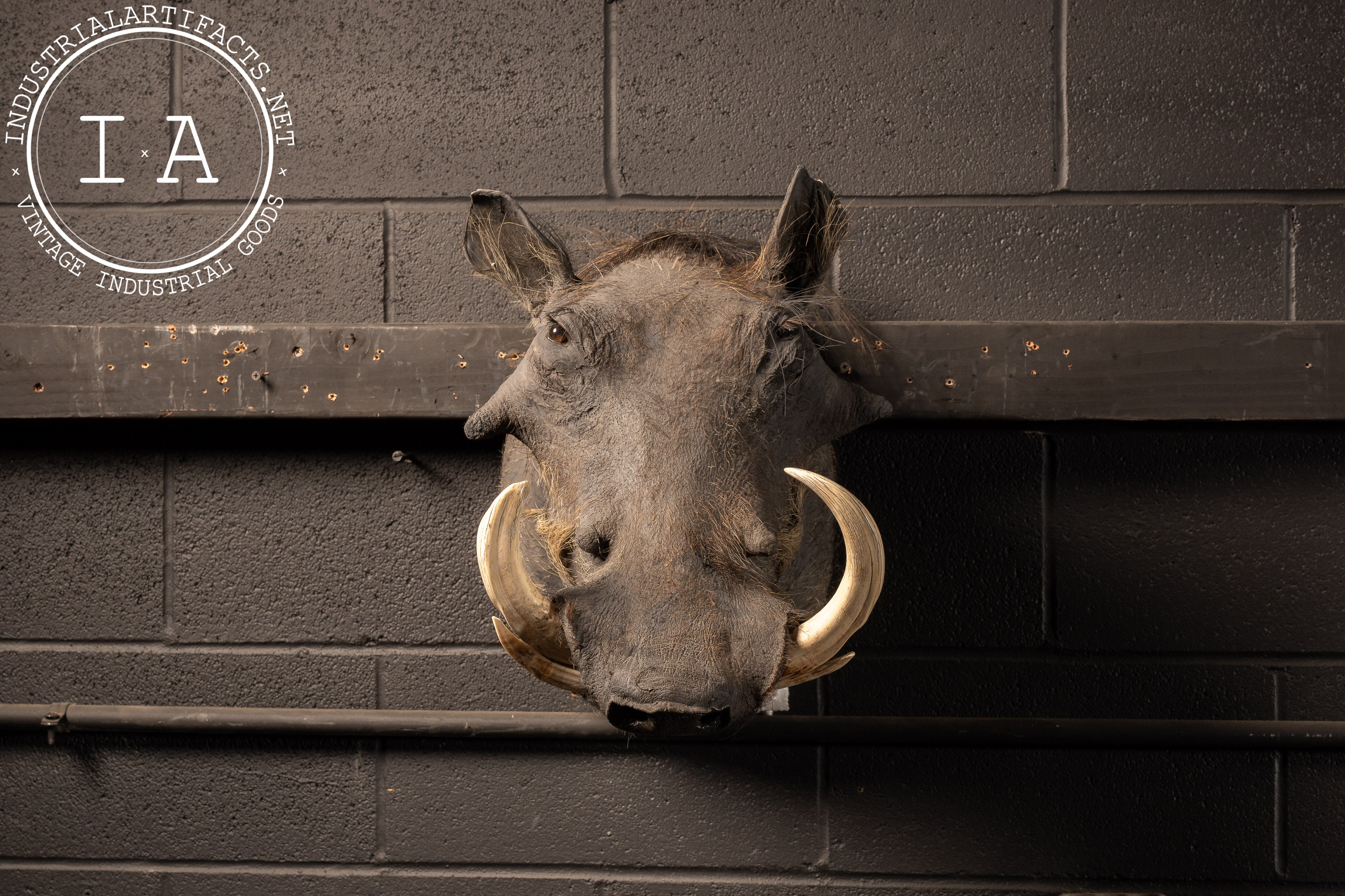 Common Warthog Hunting Trophy – Industrial Artifacts