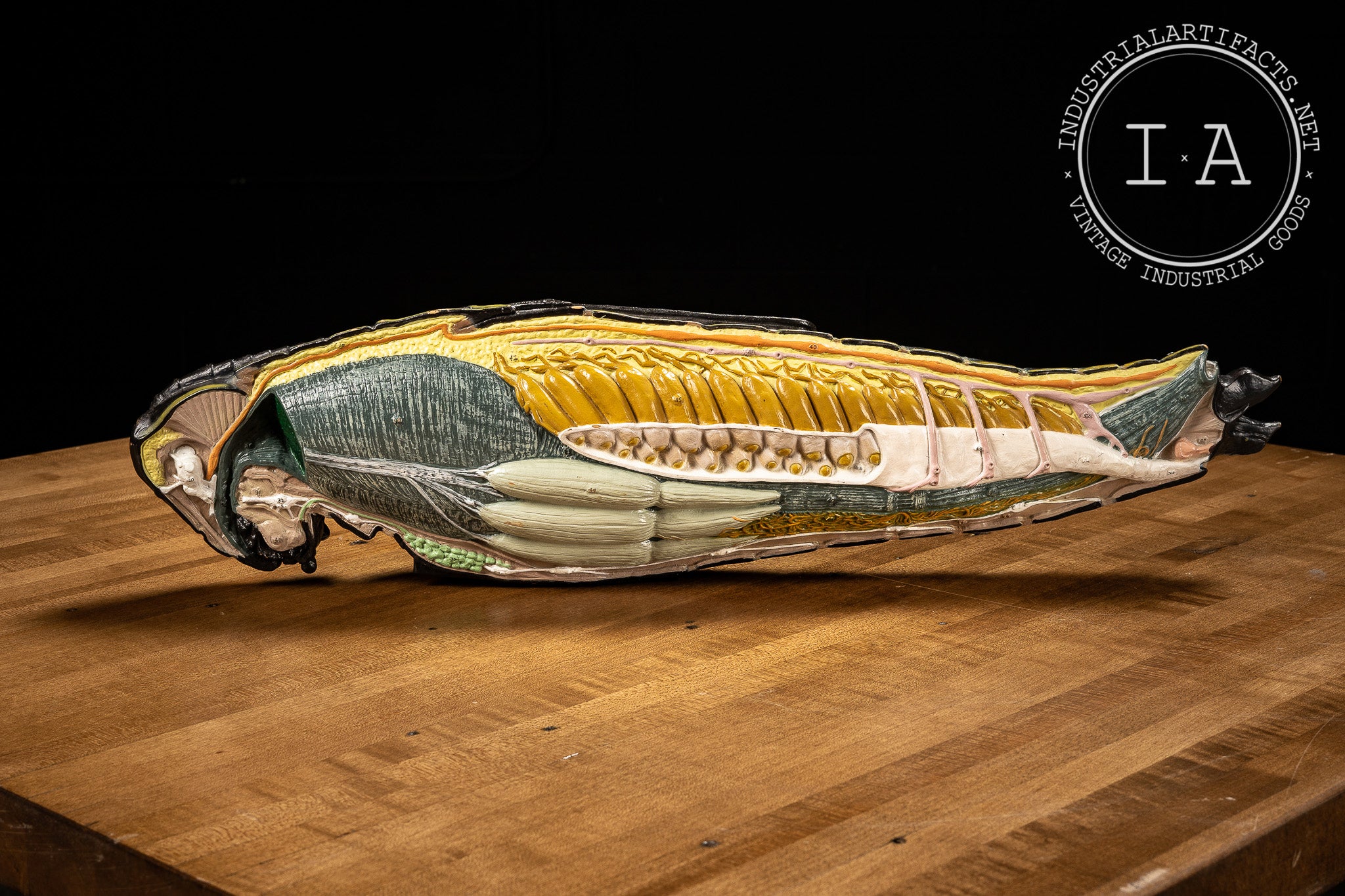 Vintage Grasshopper Entomology Bisection Anatomy Model – Industrial ...