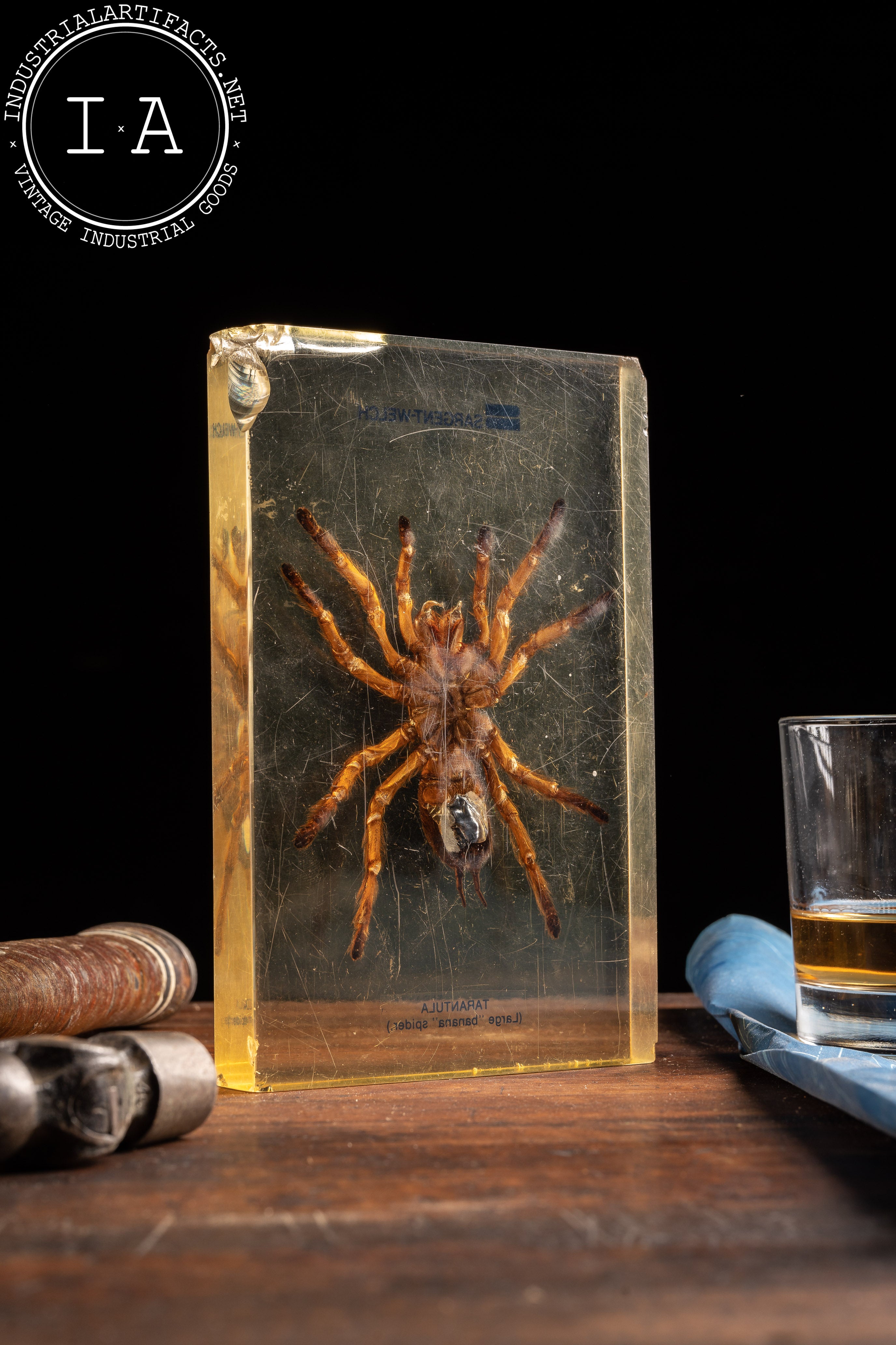 Vintage Epoxy Preserved Taxidermy Tarantula – Industrial Artifacts